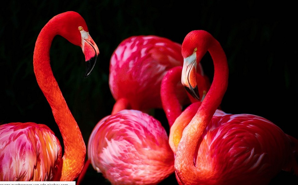 Rode flamingo's in beslag genomen op Schiphol | Luchtvaartnieuws